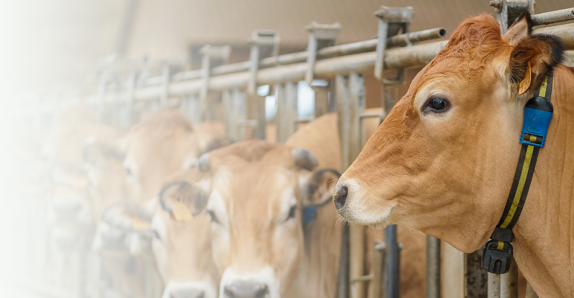 Homepage - MSD Animal Health Belgium